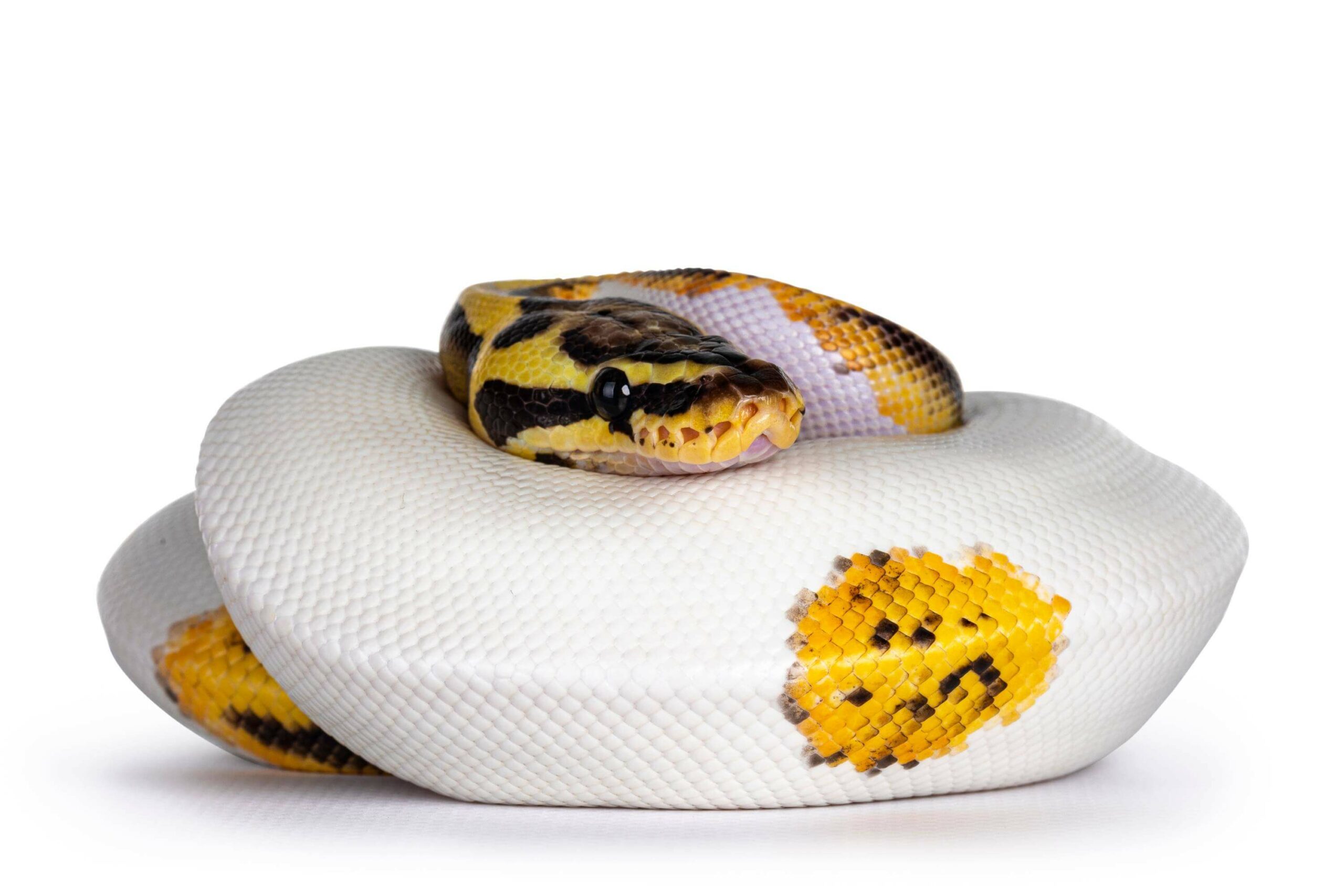 Python Book Of Recipes 2 A Dash Of Customization How Plugin Architecture Can Spice Up Your